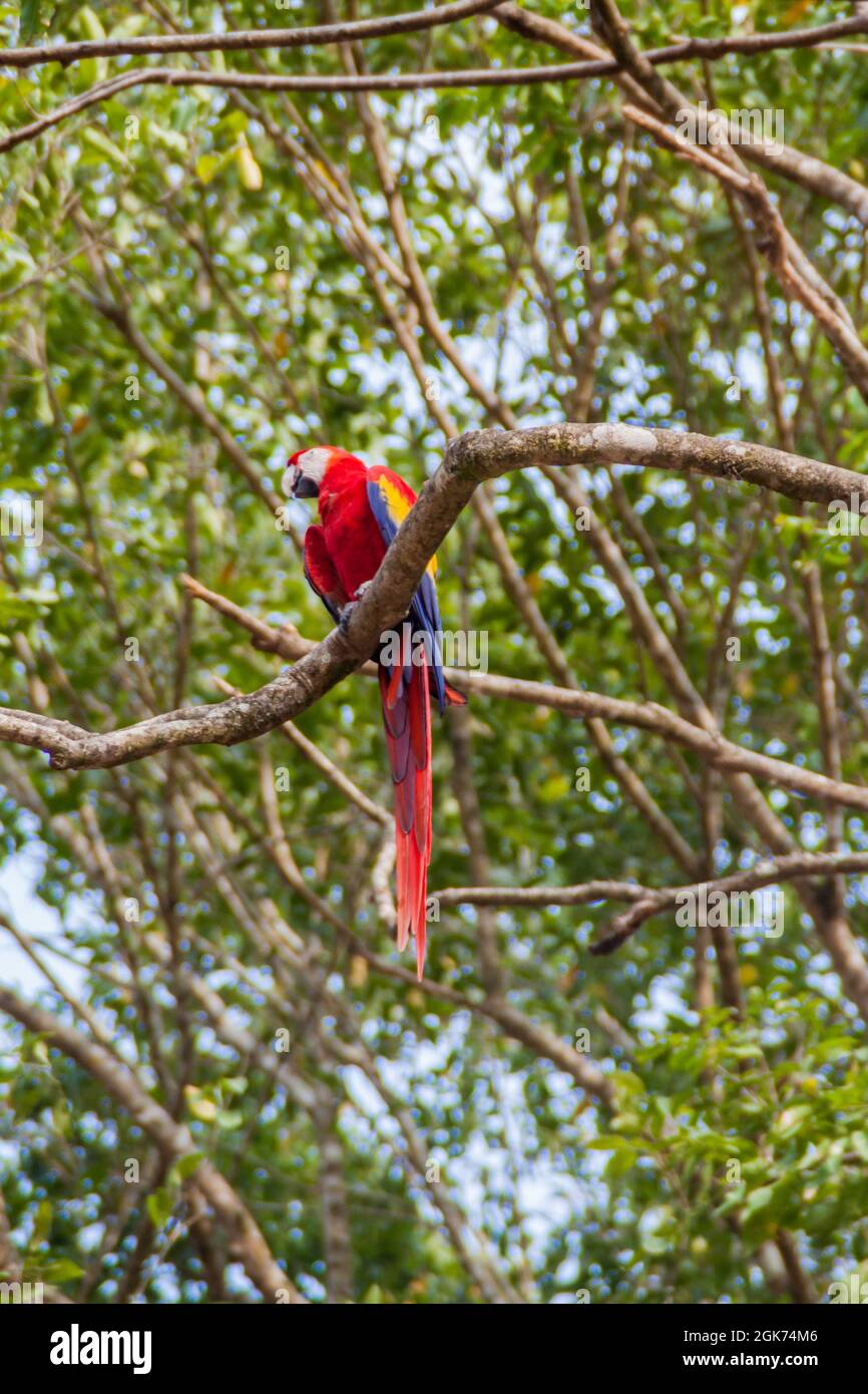 Scarlet macaw Ara macao , national bird of Hinduras, sits at the tree ...