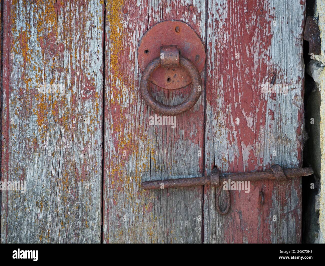 weathered timber barn door with woodworm,flaking red paint ,rusty ring ...