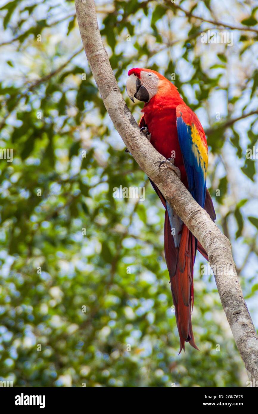 Scarlet macaw (Ara macao), national bird of Hinduras, sits at the tree ...