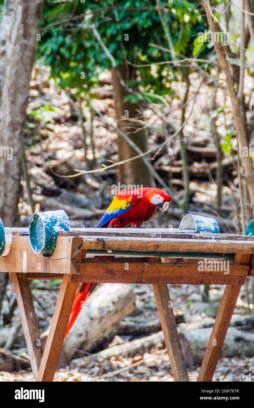 Scarlet macaw (Ara macao), national bird of Hinduras, sits at feeder ...