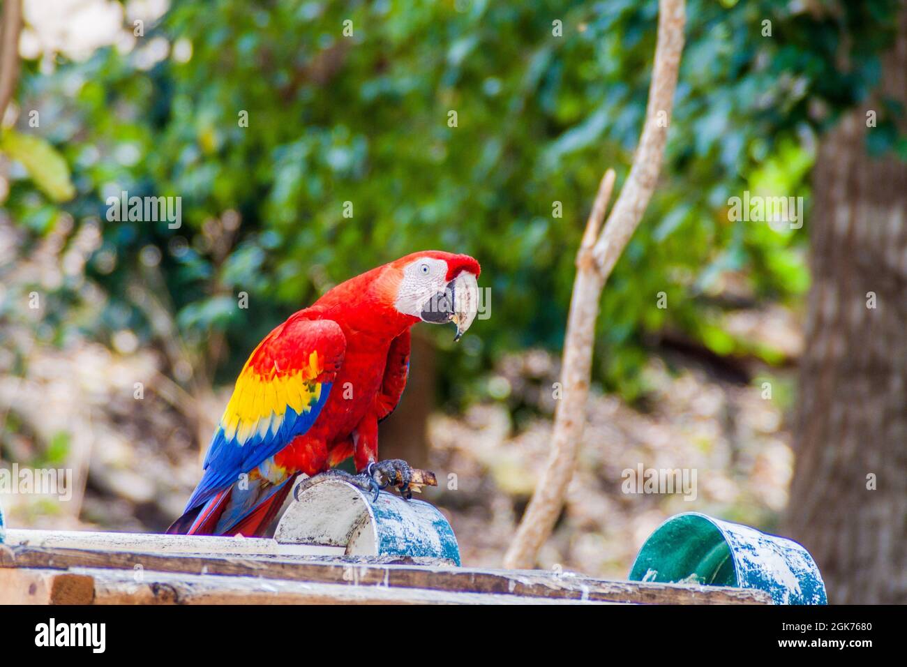 Scarlet macaw (Ara macao), national bird of Hinduras, sits at feeder ...