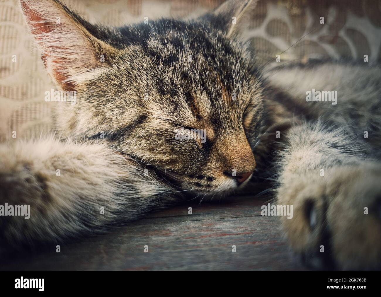 Sleeping cat close-up portrait. Cute brown striped kitten take a nap ...