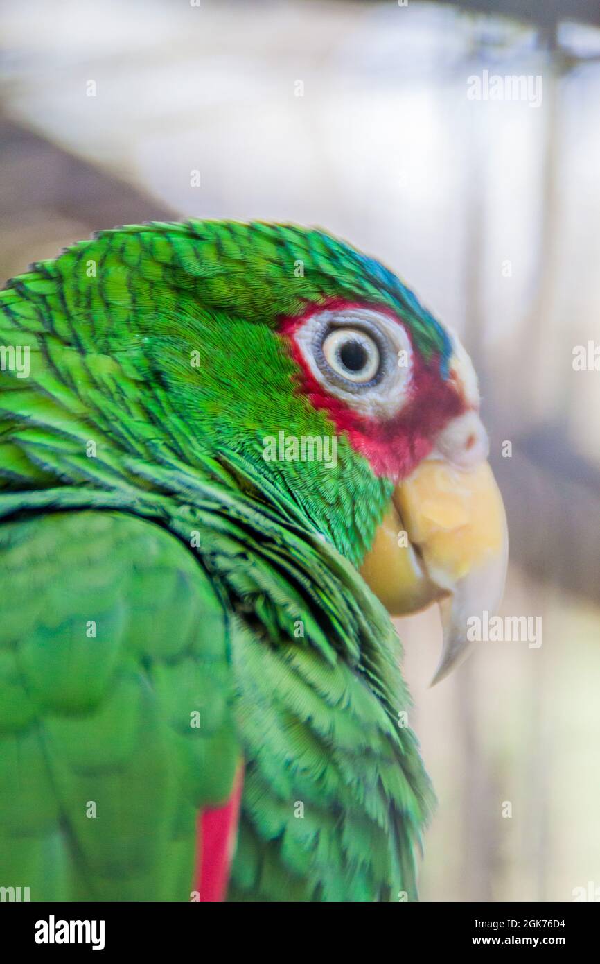White-fronted Amazon (Amazona albifrons Stock Photo - Alamy