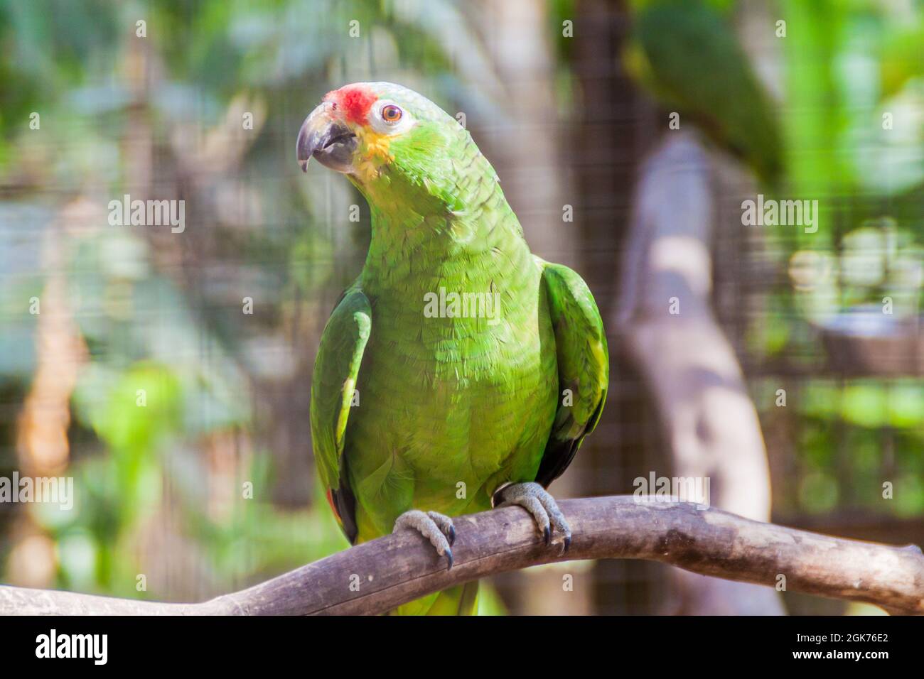 Red-lored amazon (Amazona autumnalis Stock Photo - Alamy