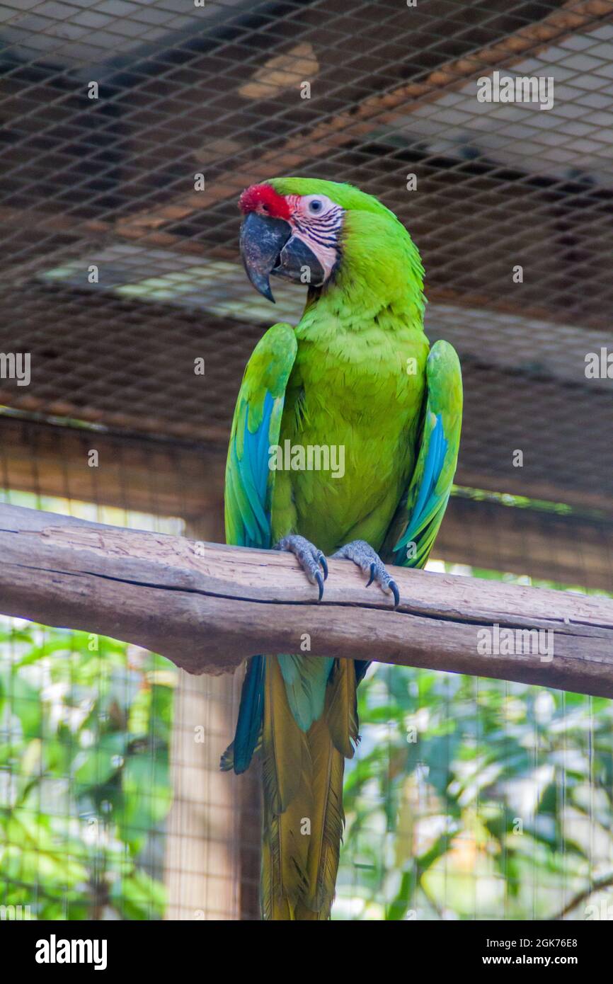 Great green macaw (Ara ambiguus Stock Photo - Alamy