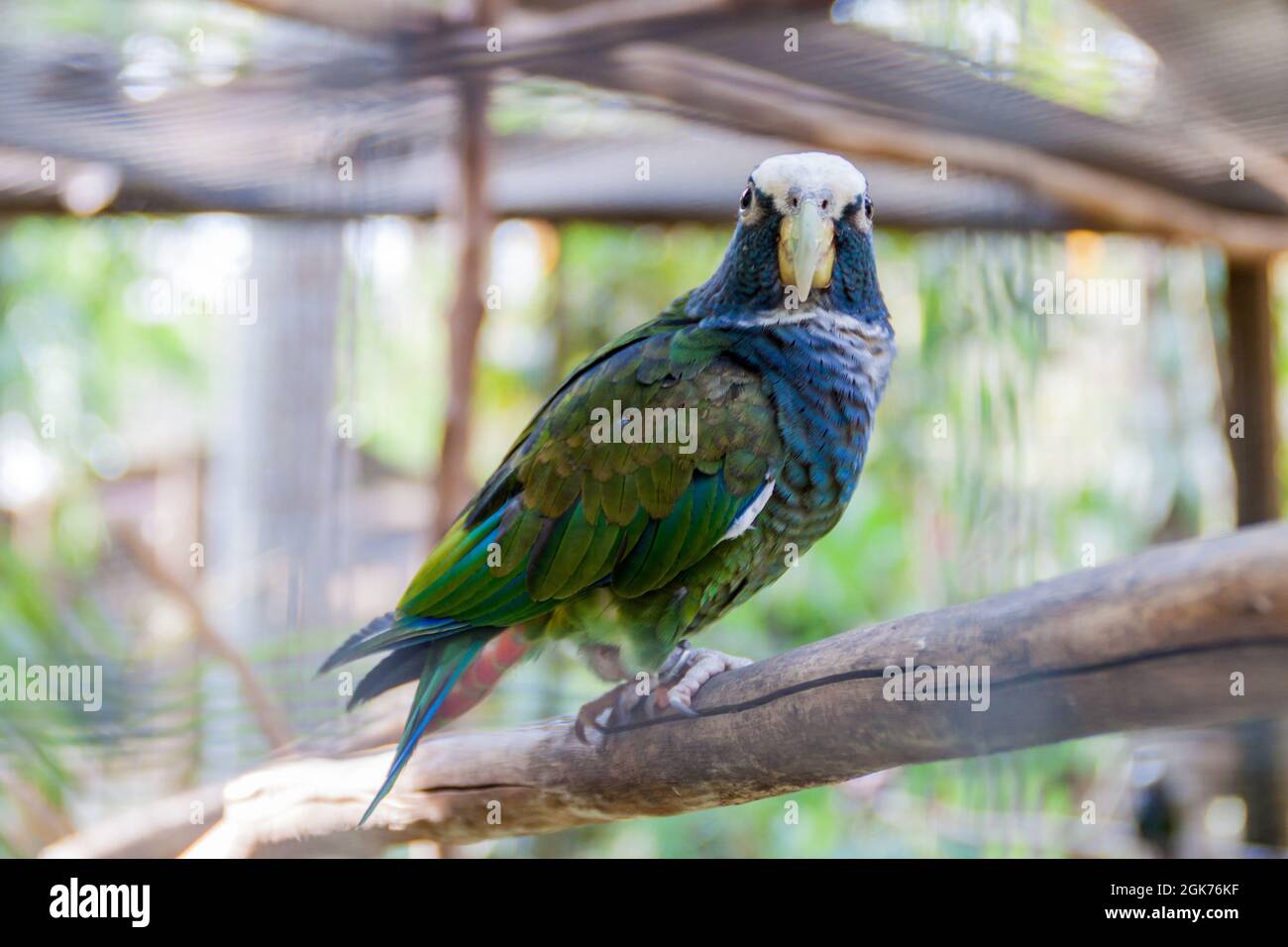 White-crowned parrot (Pionus senilis Stock Photo - Alamy