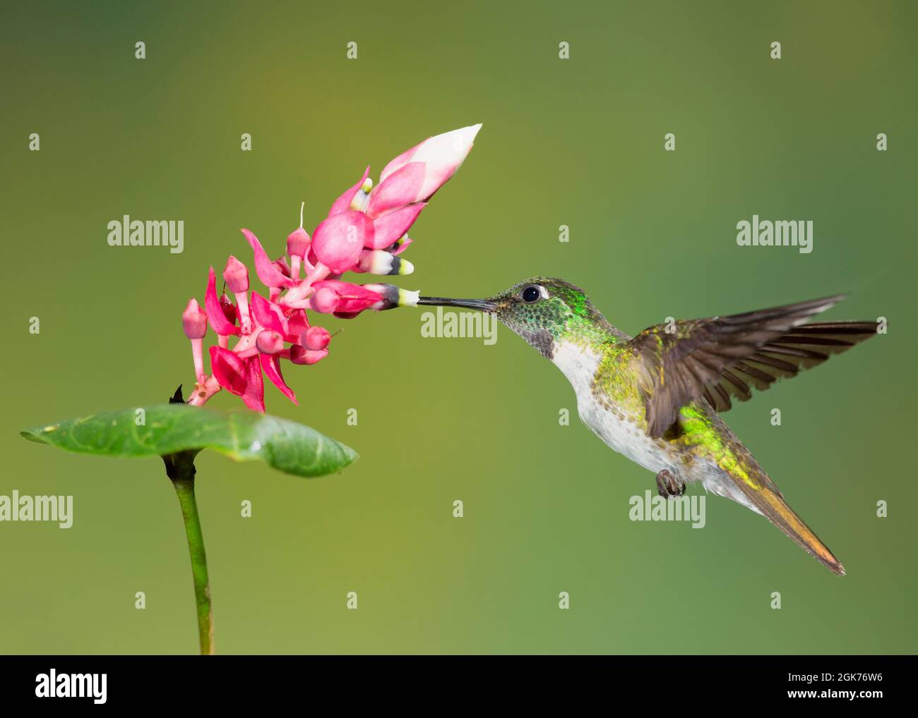 Female Green-crowned Brilliant (Heliodoxa jacula) hummingbird nectaring ...