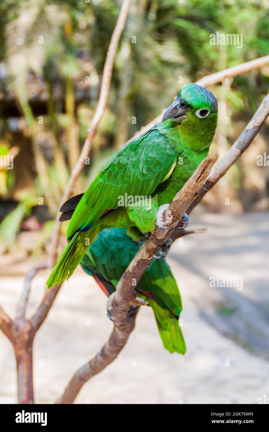 Mealy amazon parrot hi-res stock photography and images - Alamy