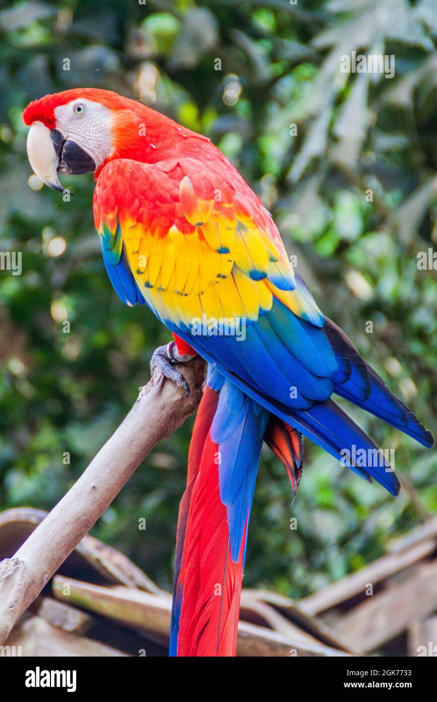 Honduras State Bird