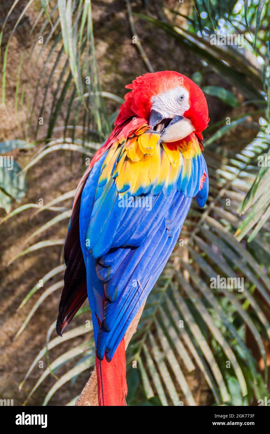 Scarlet macaw Ara macao , national bird of Hinduras, in Copan Ruinas ...