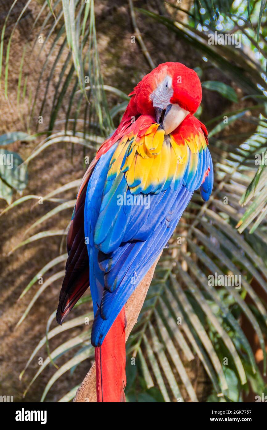 Scarlet macaw Ara macao , national bird of Hinduras, in Copan Ruinas ...