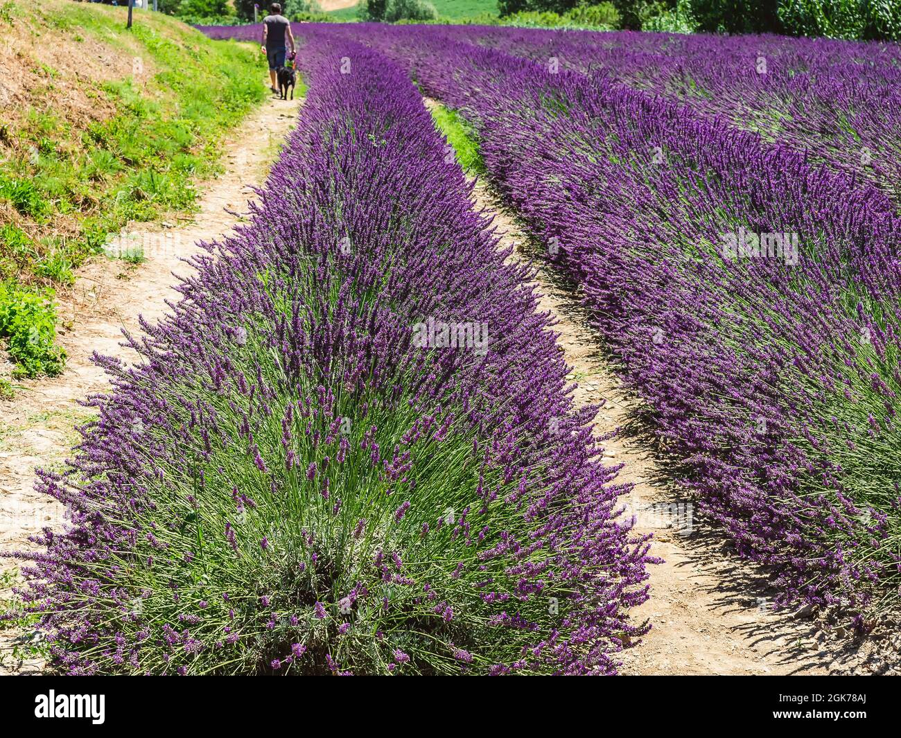Lavender growing in rows in the Tuscan countryside near Santa Luce ...