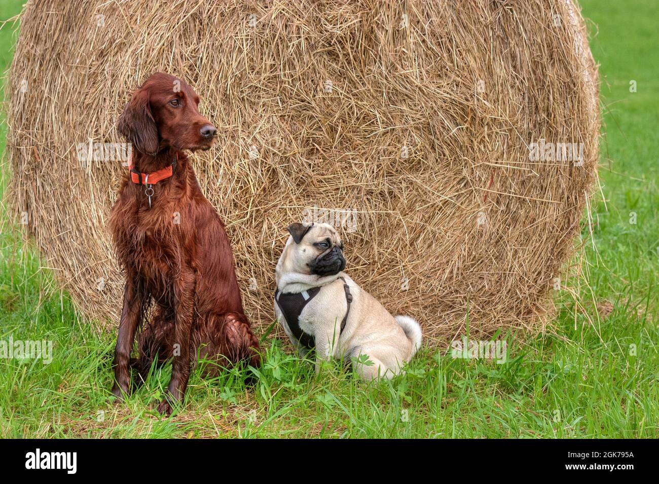Contrast. Beautiful, elegant Irish setter and a little pug sit together ...