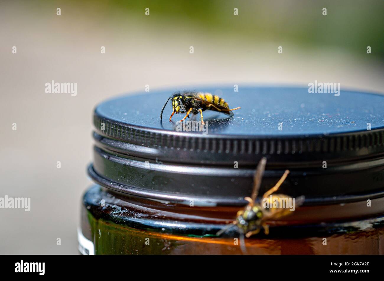 Wasps on jam hi-res stock photography and images - Alamy