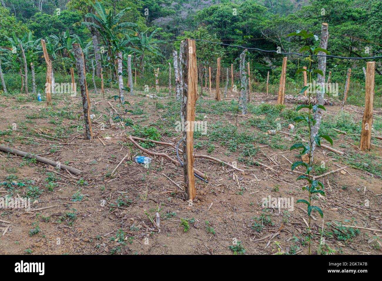 Passion fruit plantation near Yojoa lake, Honduras Stock Photo - Alamy