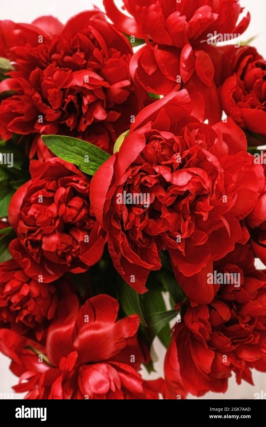 Top view of beautiful peonies, closeup Stock Photo - Alamy