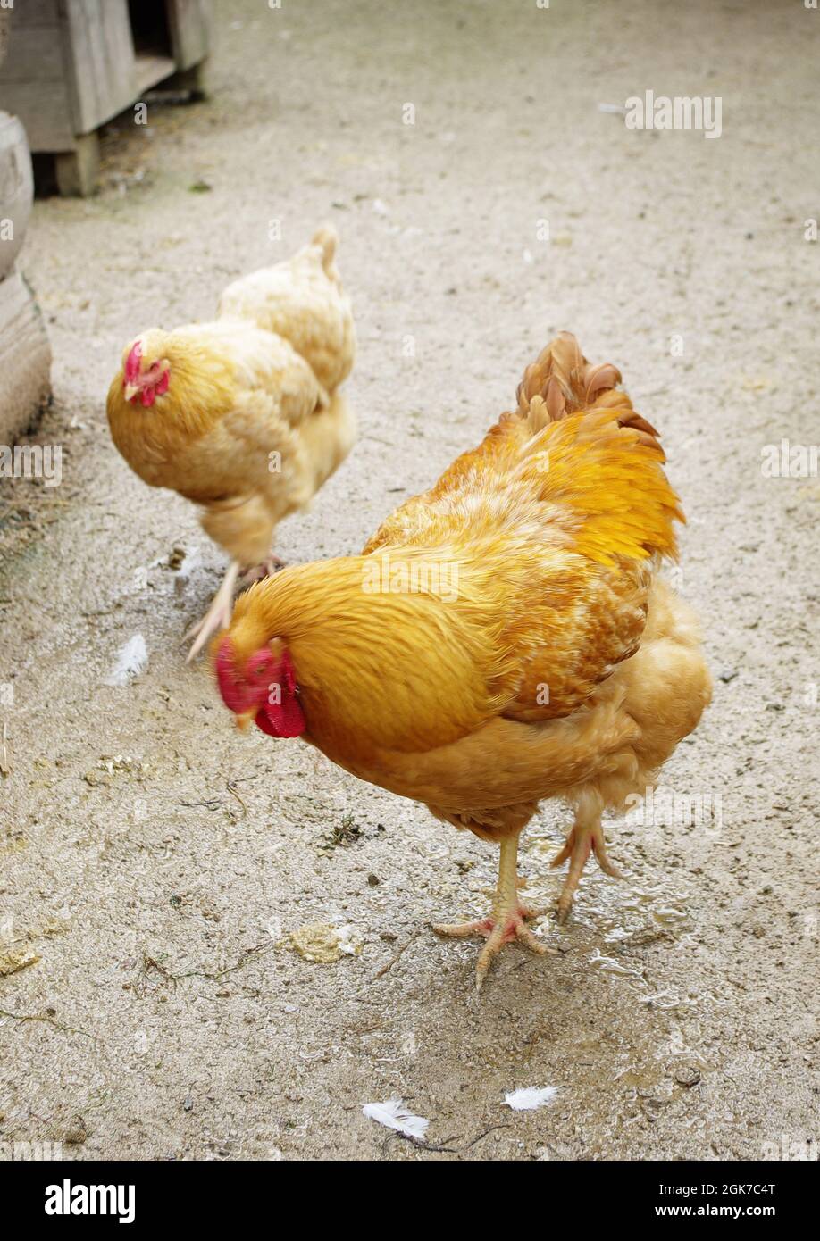 Hens on the bio farm. Chicken farm, village, chicken farm with hens ...