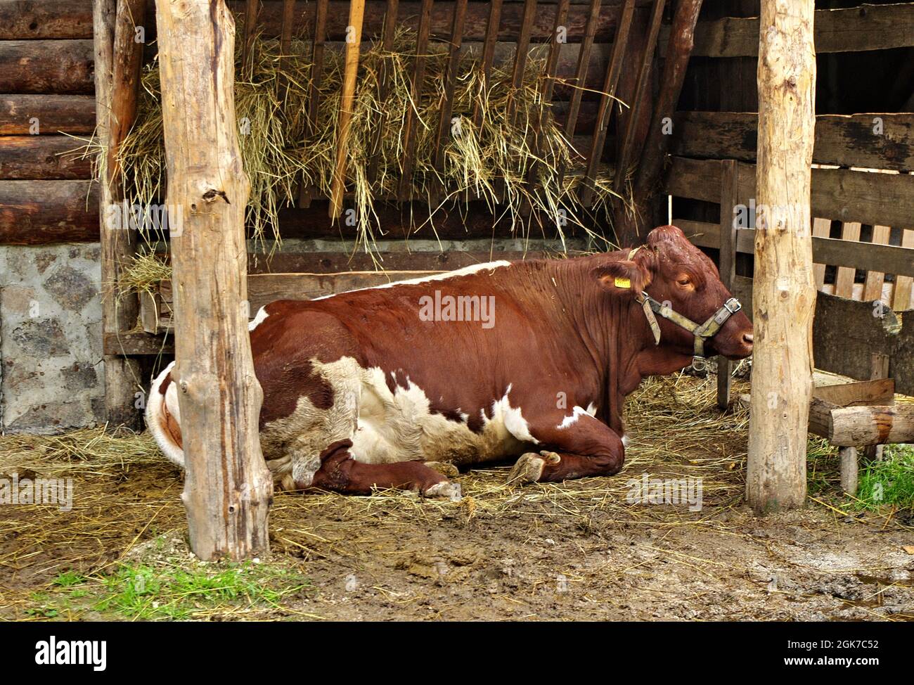 Cow in stable. Cow lying on the straw in the stable. Agriculture and ...