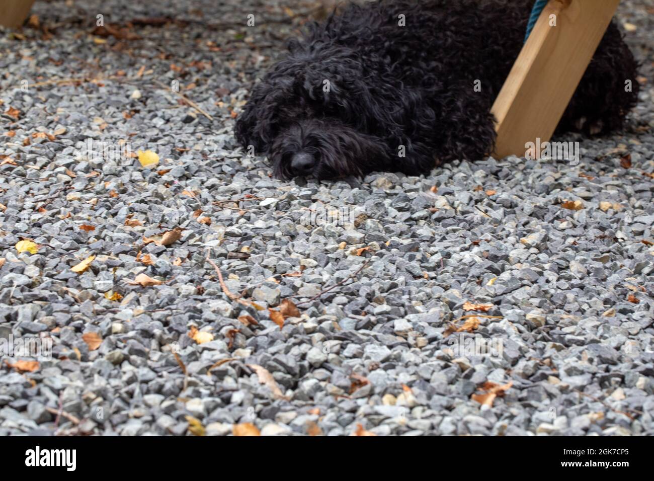 Cockapoo sleeping hi-res stock photography and images - Alamy