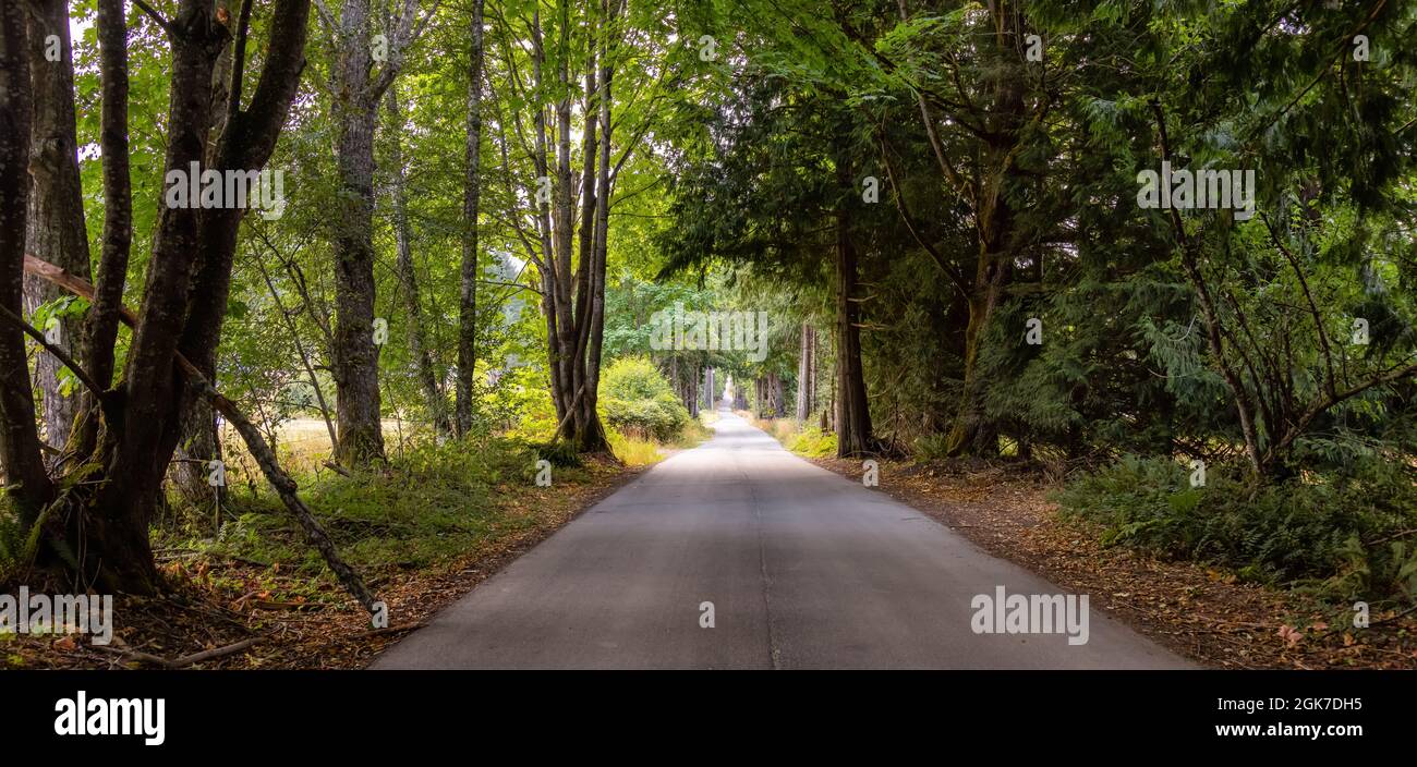 Scenic Road in the Vibrant Green Canadian Rainforest Stock Photo - Alamy