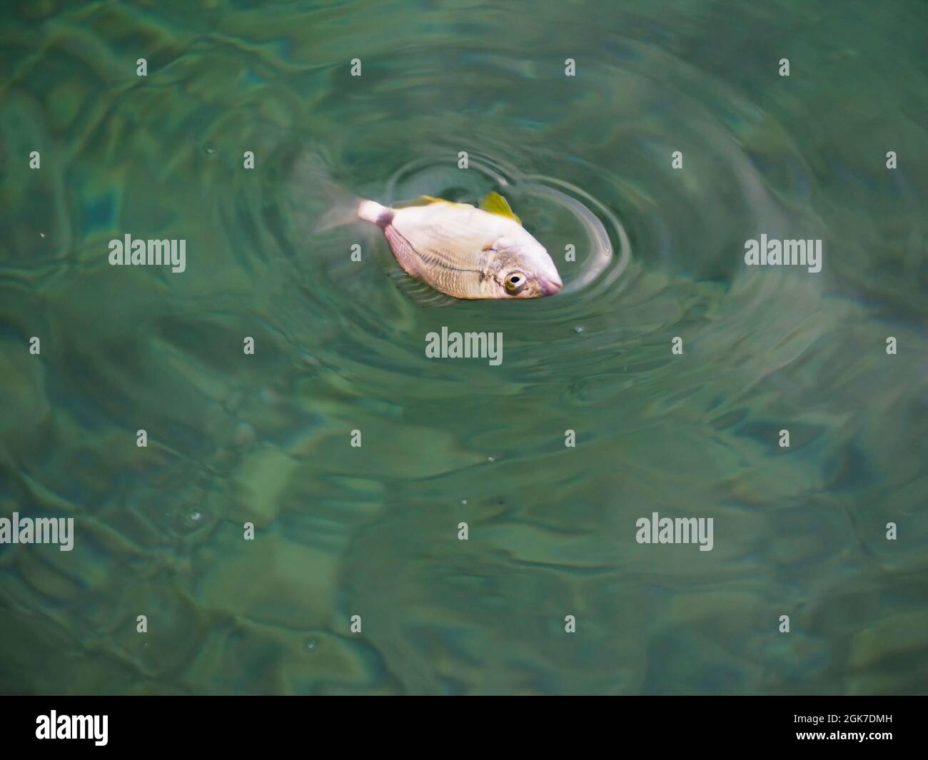 Fish on water surface Stock Photo - Alamy