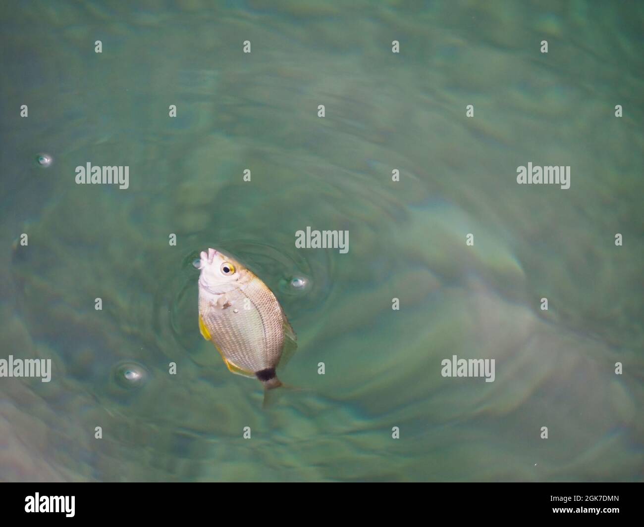 Fish on water surface Stock Photo - Alamy