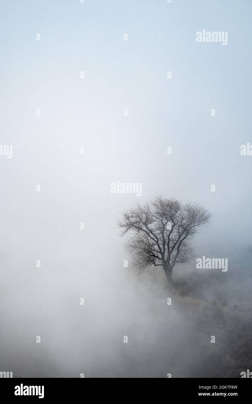 A Single Tree in the Clouds, Idaho Stock Photo - Alamy