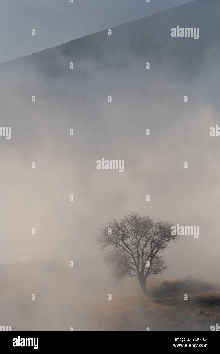 A Single Tree in the Clouds, Idaho Stock Photo - Alamy