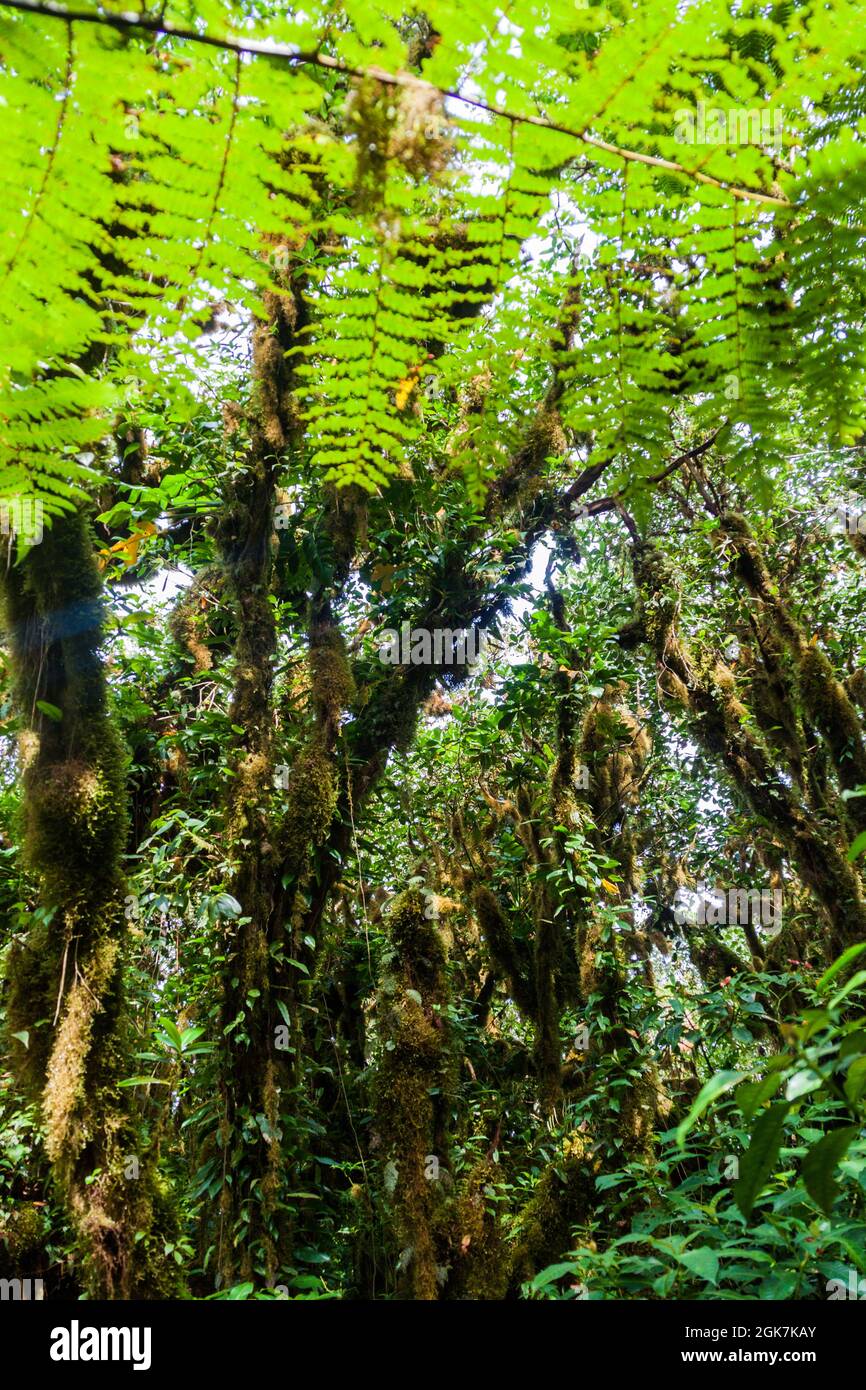 Cloud forest covering Maderas volcano on Ometepe island, Nicaragua ...