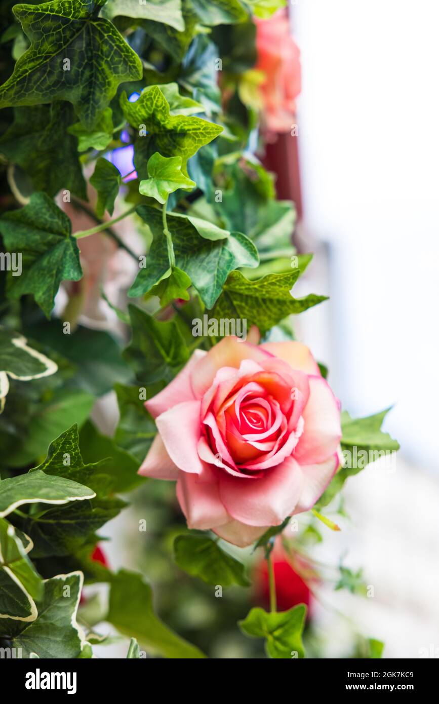 Vertical shot of pink roses in a garden with blurred background Stock ...