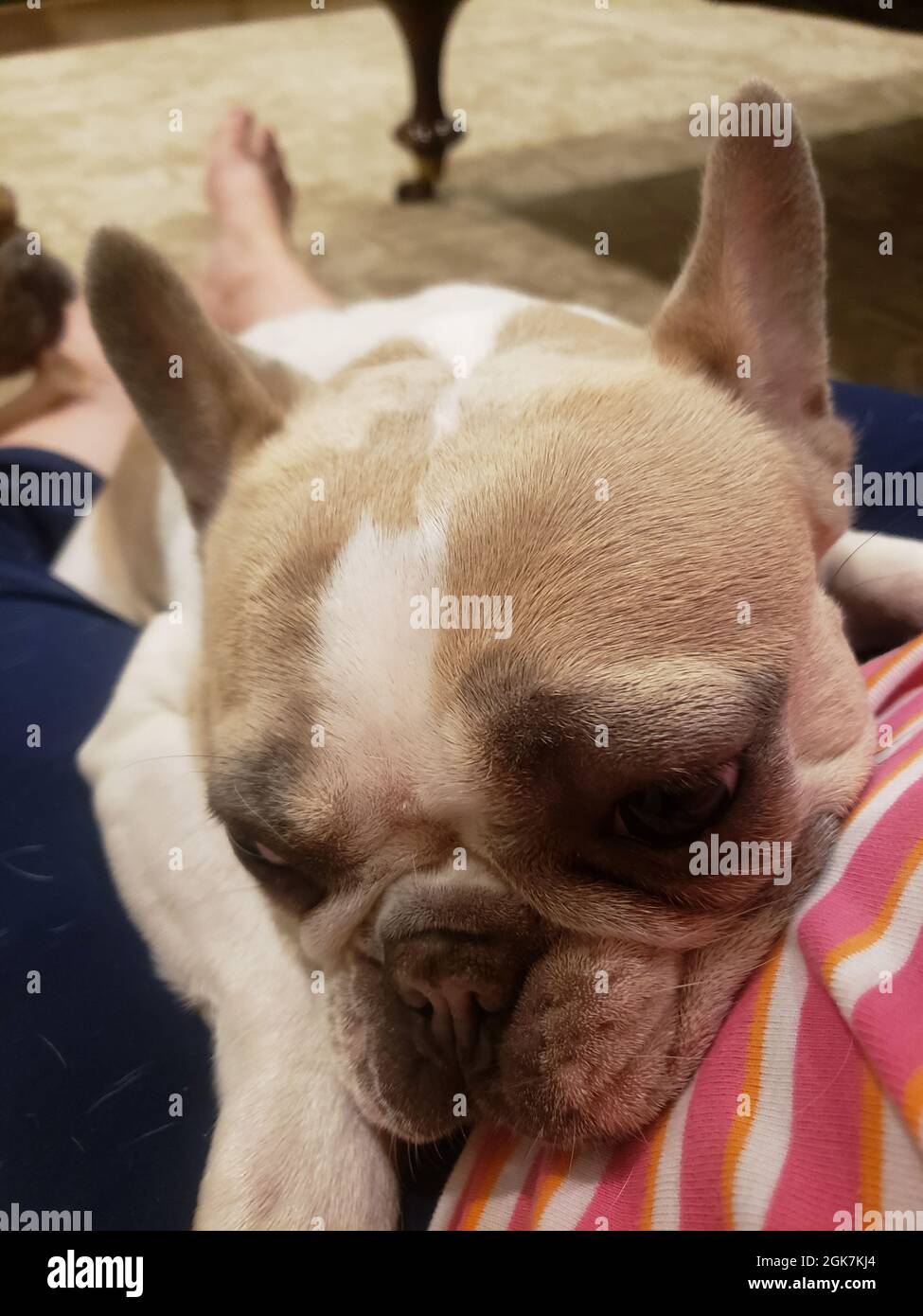 French Bulldog Resting Against a Person Stock Photo - Alamy