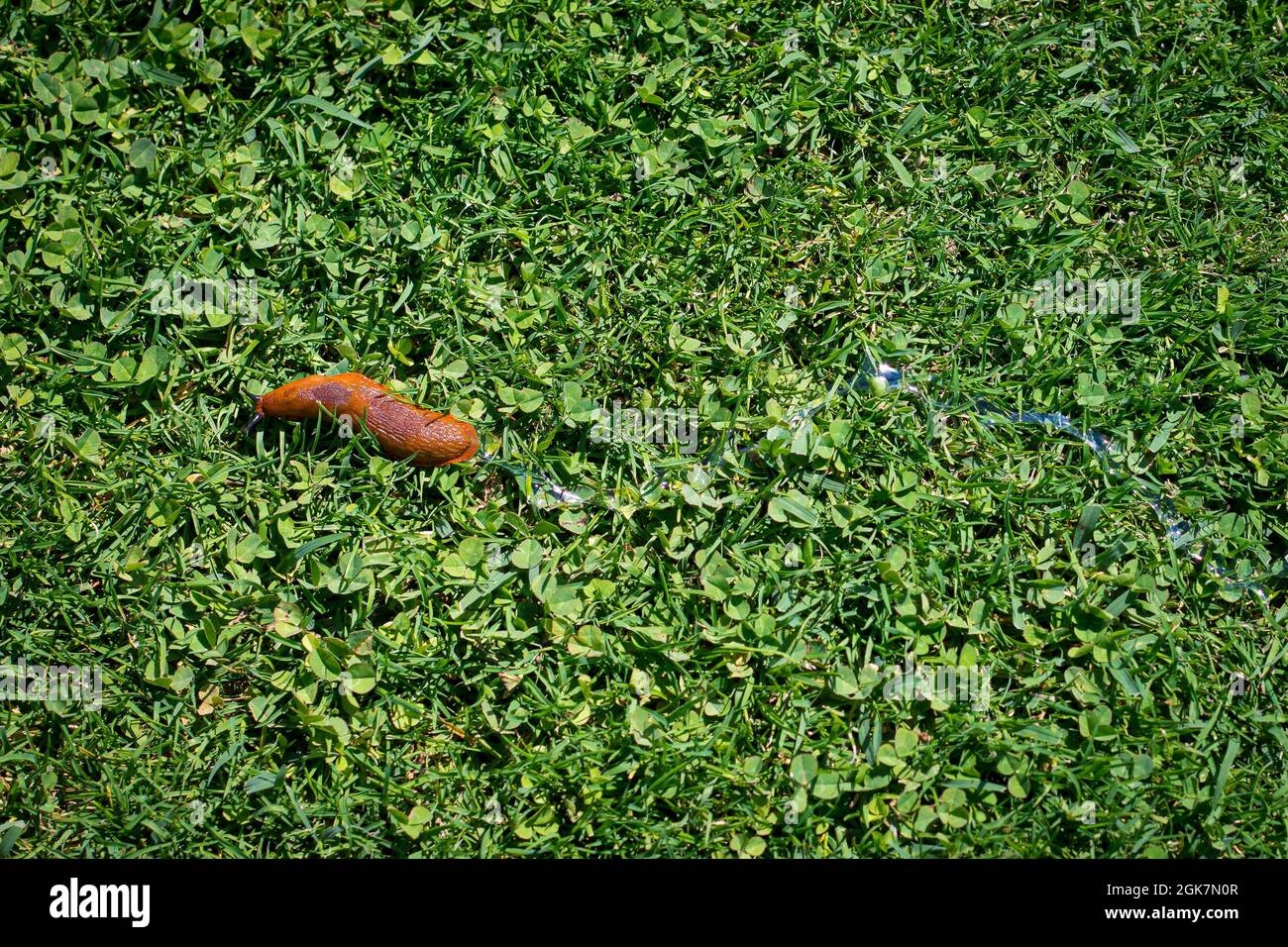 Red slug (Arion rufus) crawling through the green grass, leaving a ...