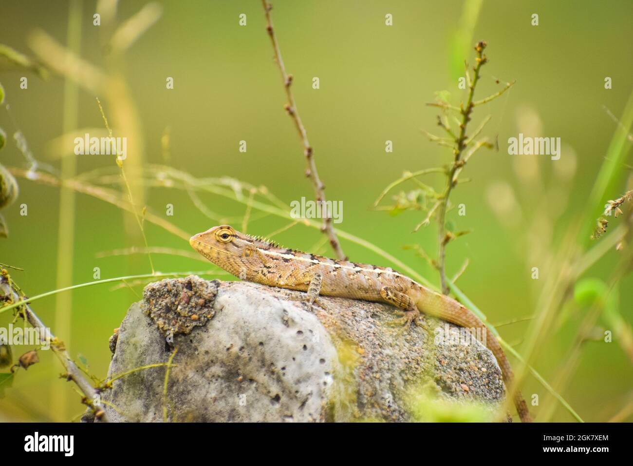 Selective focus shot of a lizard on a rock in green field under bright ...