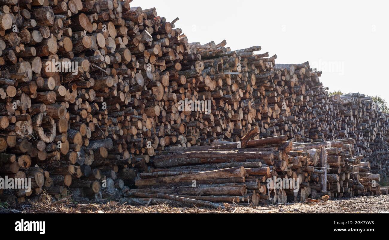 Cut wood logs, firewood. Timber logs in a huge stack Stock Photo - Alamy