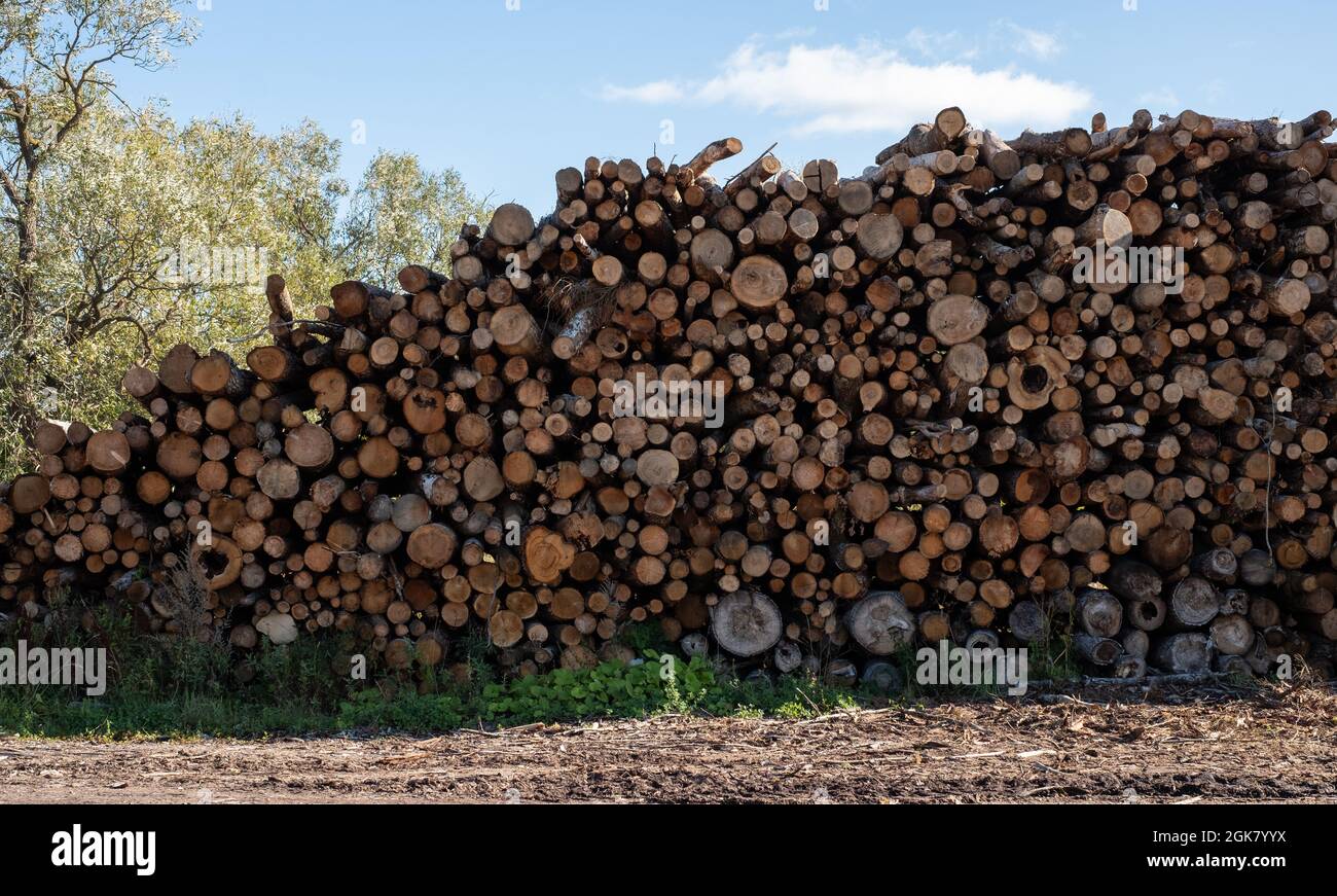 Cut wood logs, firewood. Timber logs in a huge stack Stock Photo - Alamy