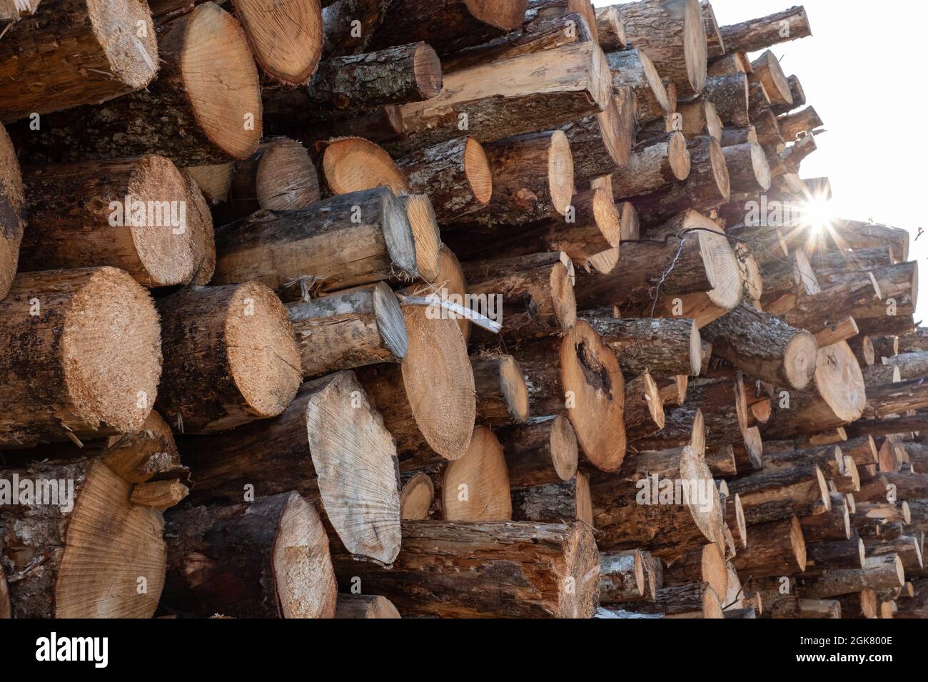 Cut wood logs, firewood. Timber logs in a huge stack Stock Photo - Alamy