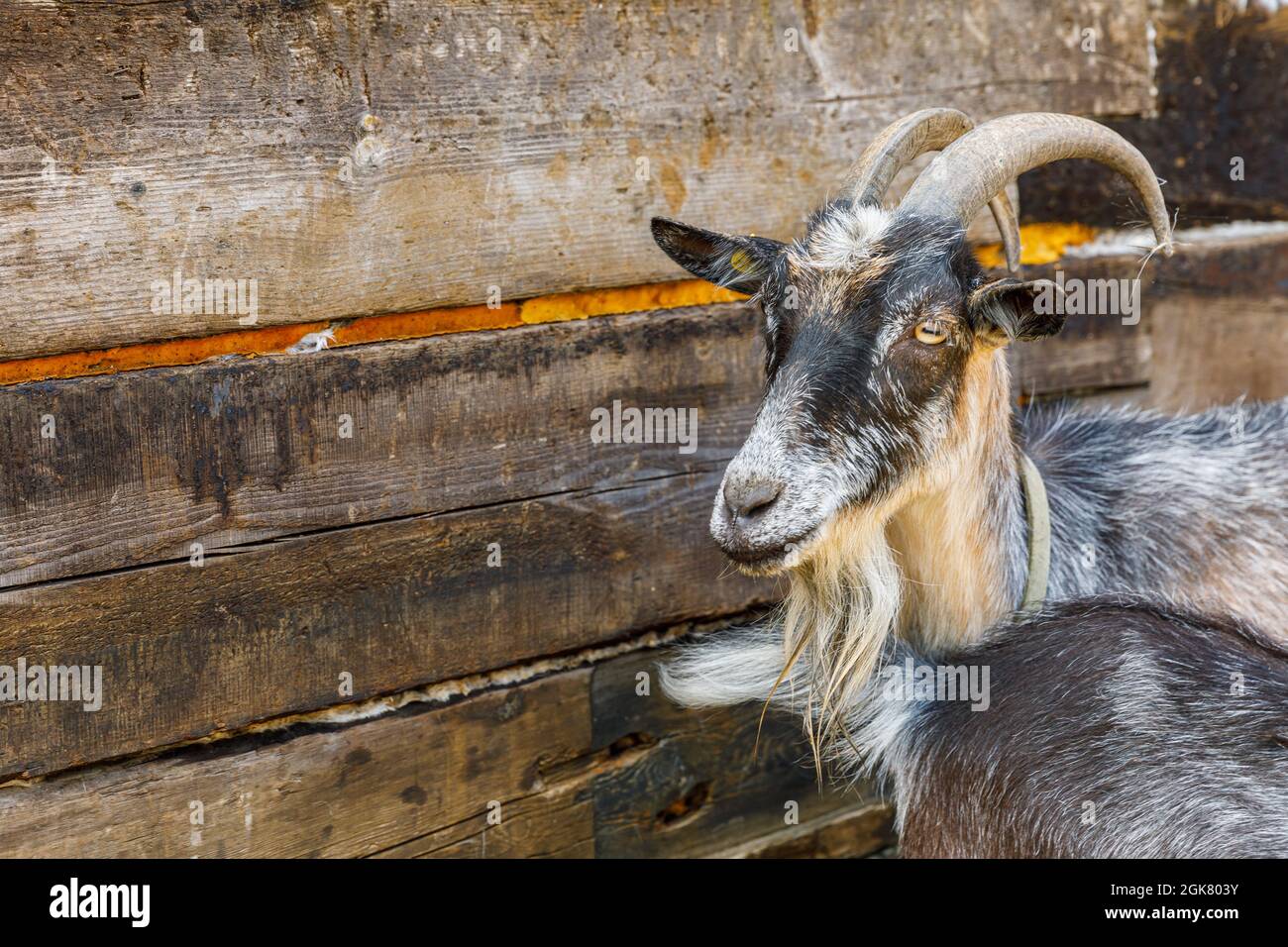 Modern animal livestock. Cute goat relaxing in yard on farm in summer ...