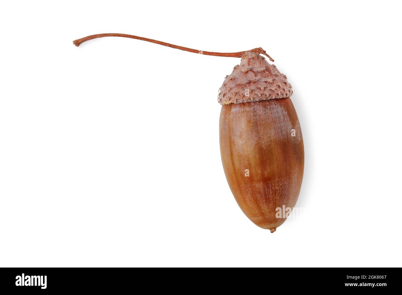 Oak acorn close up isolated on white background Stock Photo - Alamy