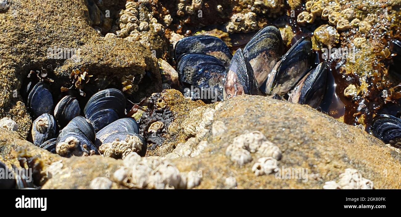 Dozens of mussels and mollusks on the rock Stock Photo - Alamy