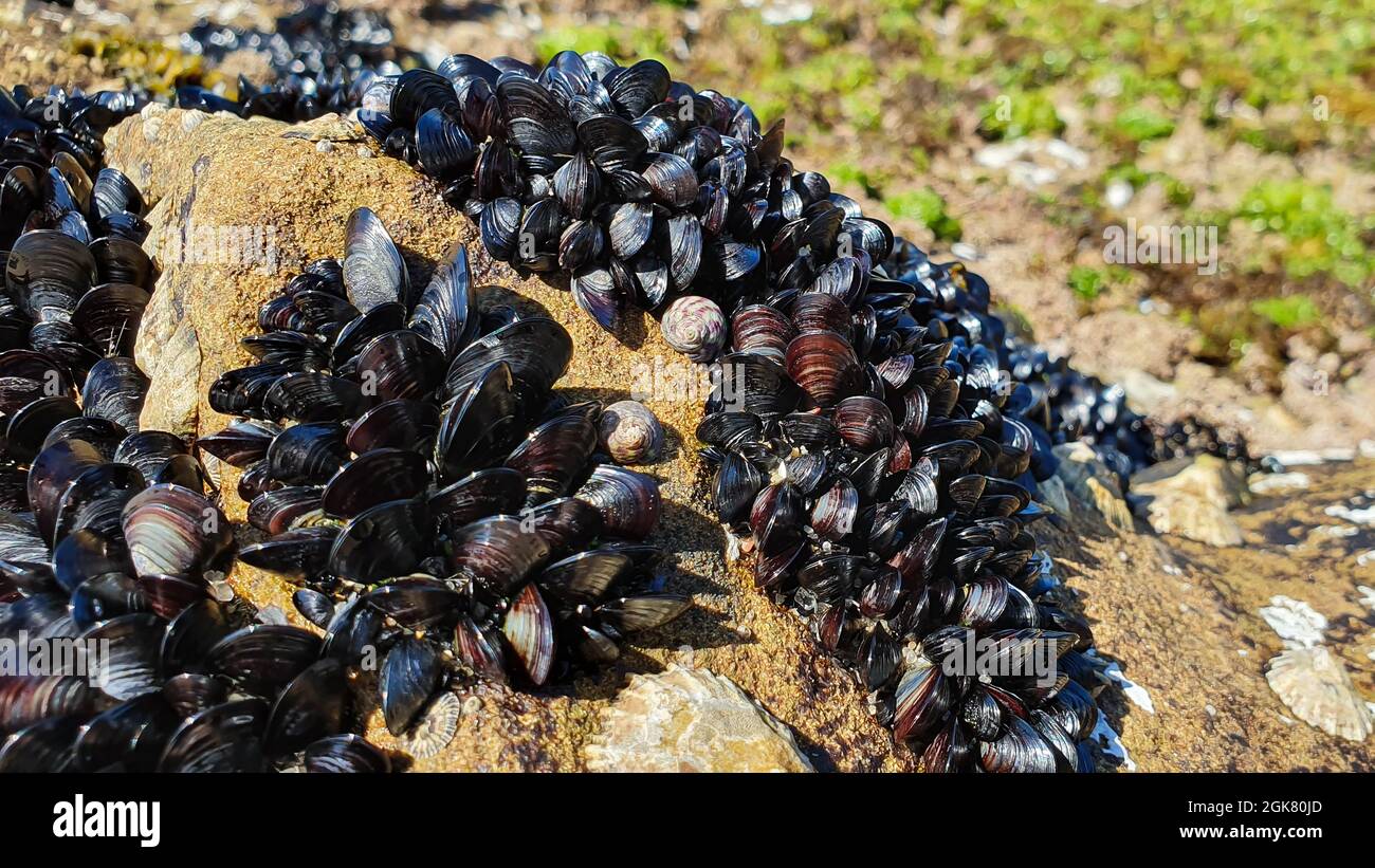 Dozens of mussels and mollusks on the rock Stock Photo - Alamy