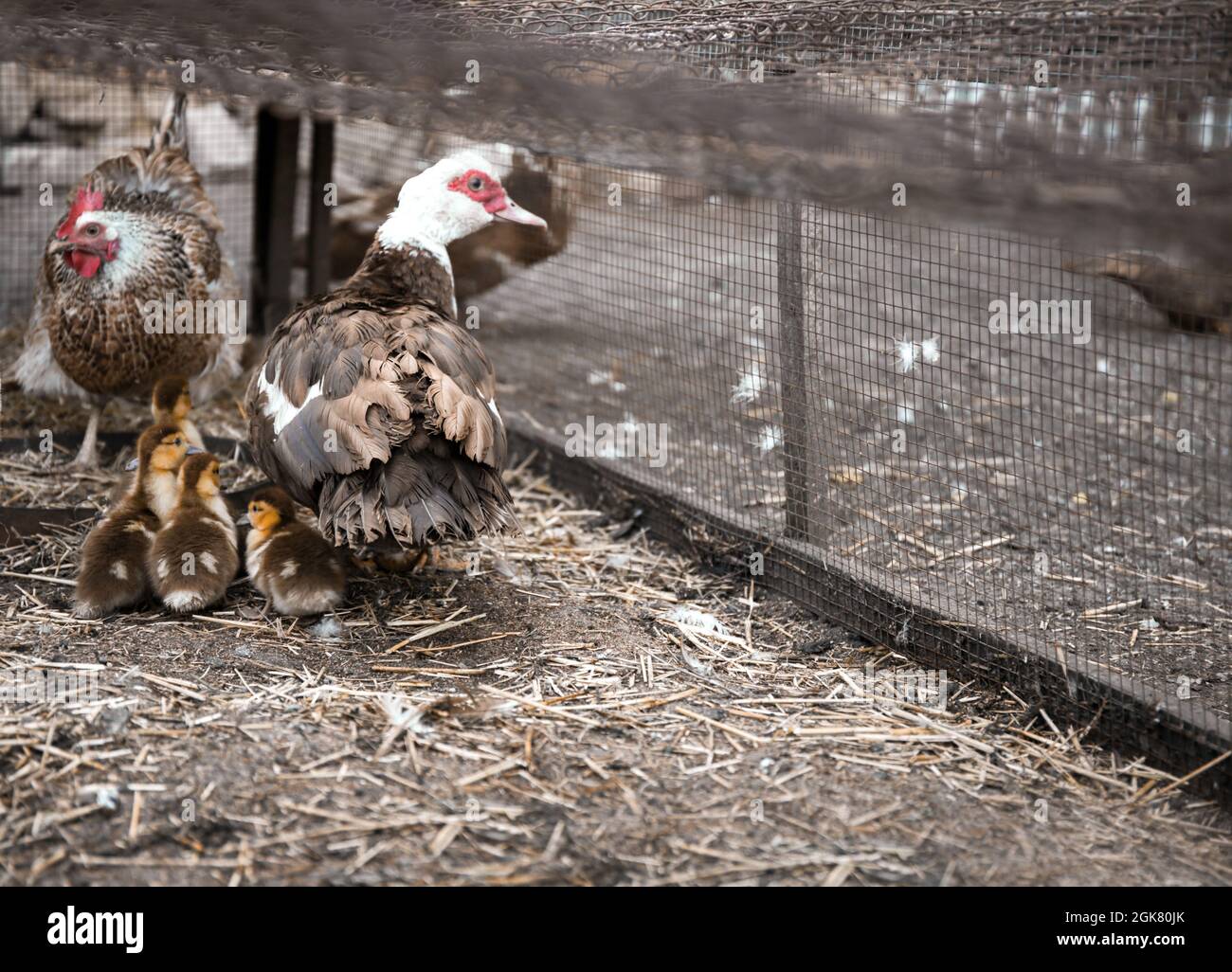 Muscovy duck and ducklings on farmyard Stock Photo - Alamy