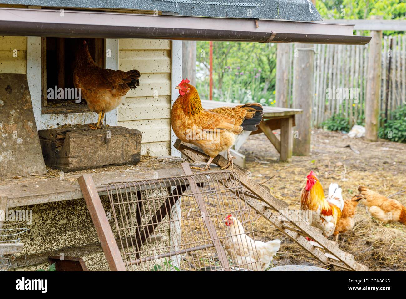 Free range chicken on organic animal farm freely grazing in yard on ...