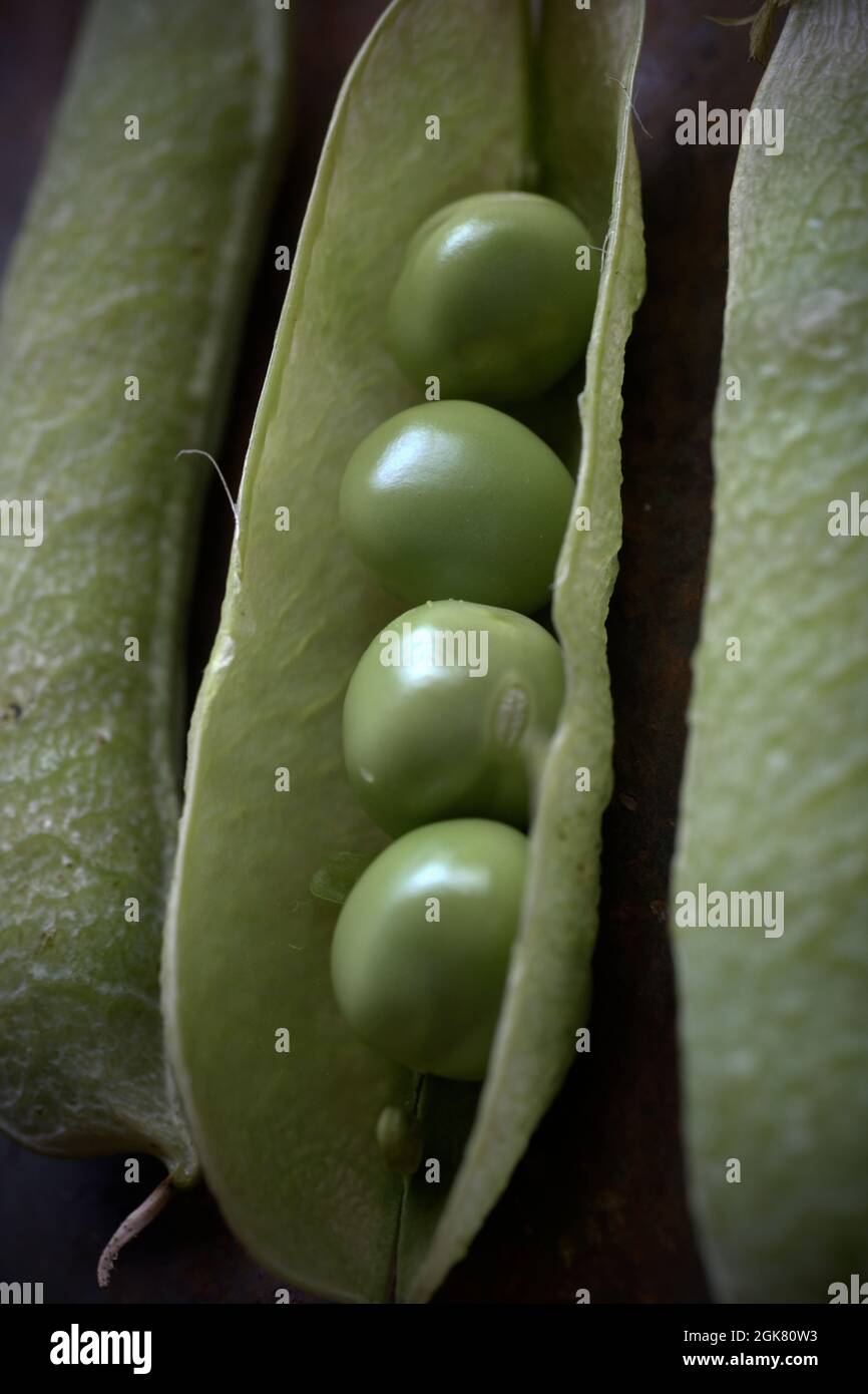 garden peas in open pods Stock Photo - Alamy