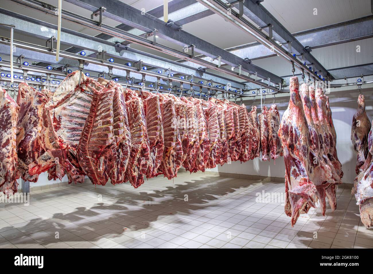 Close up of a half cow pieces hung fresh and arranged in a row in a ...