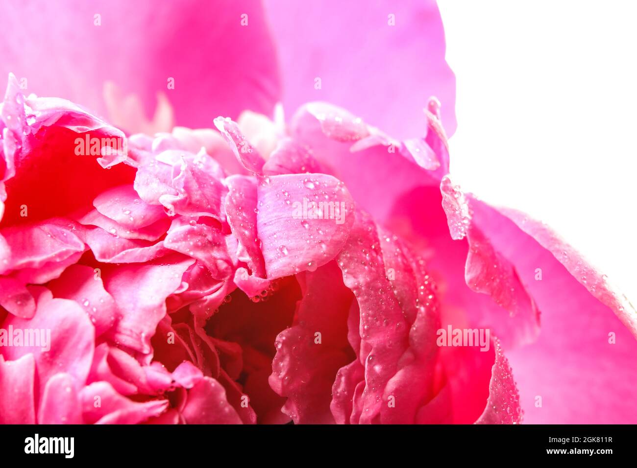 Beautiful colorful peony flower, closeup Stock Photo - Alamy