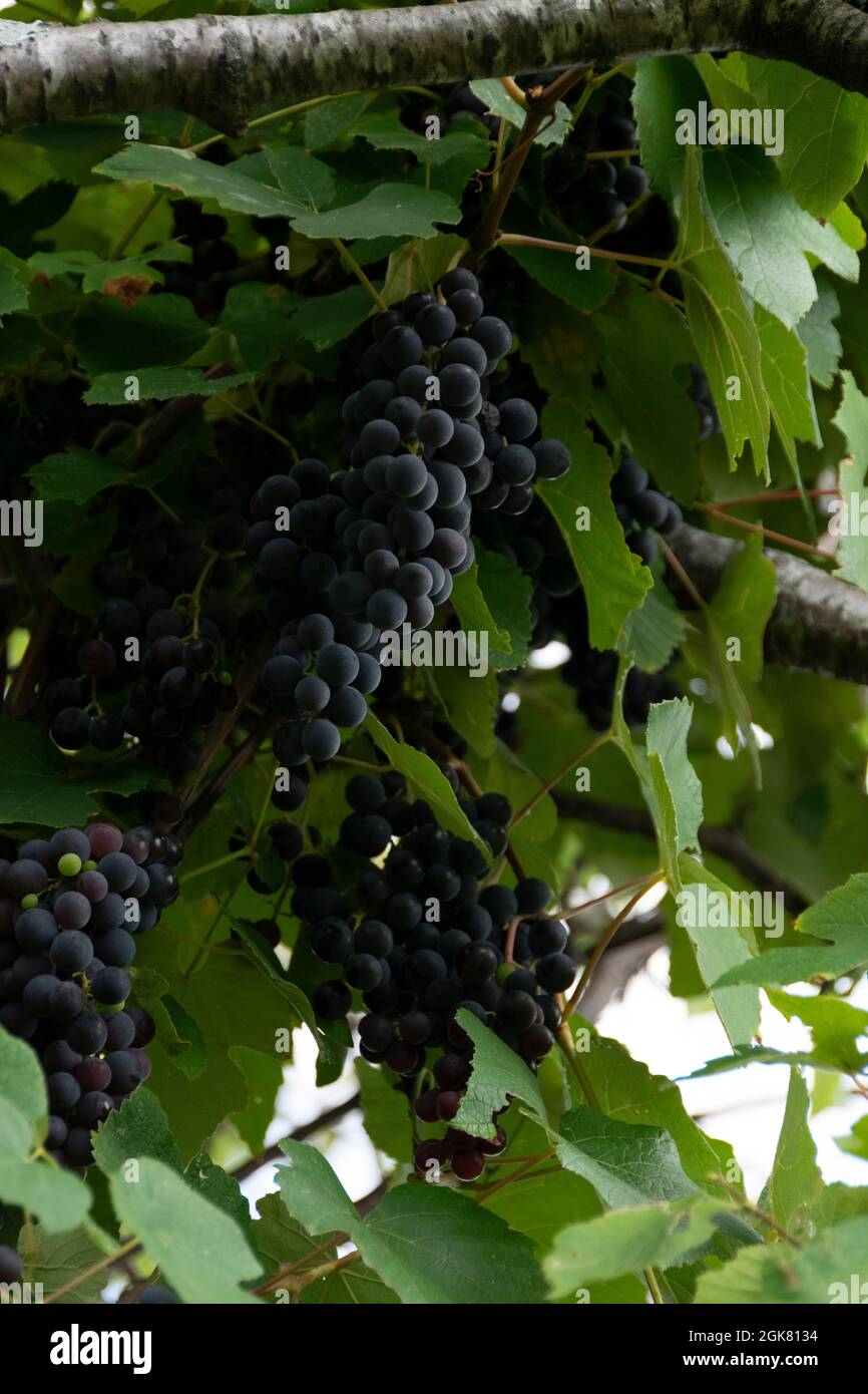 Grapes branches hi-res stock photography and images - Alamy