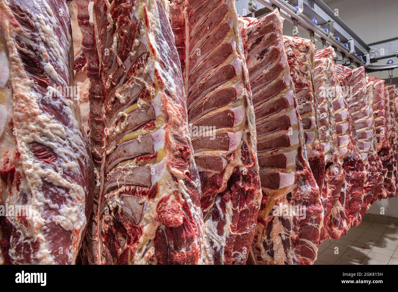 Slaughter slaughtered animal cow hi-res stock photography and images ...