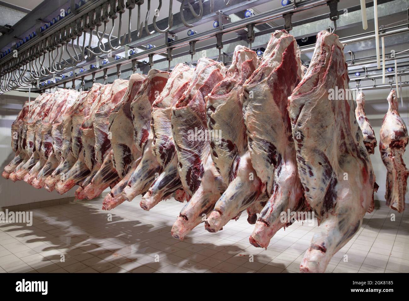 Close up of a half cow pieces hung fresh and arranged in a row in a ...