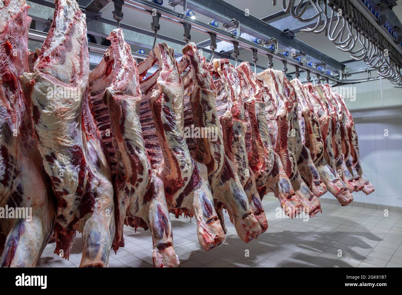 Slaughter slaughtered animal cow hi-res stock photography and images ...