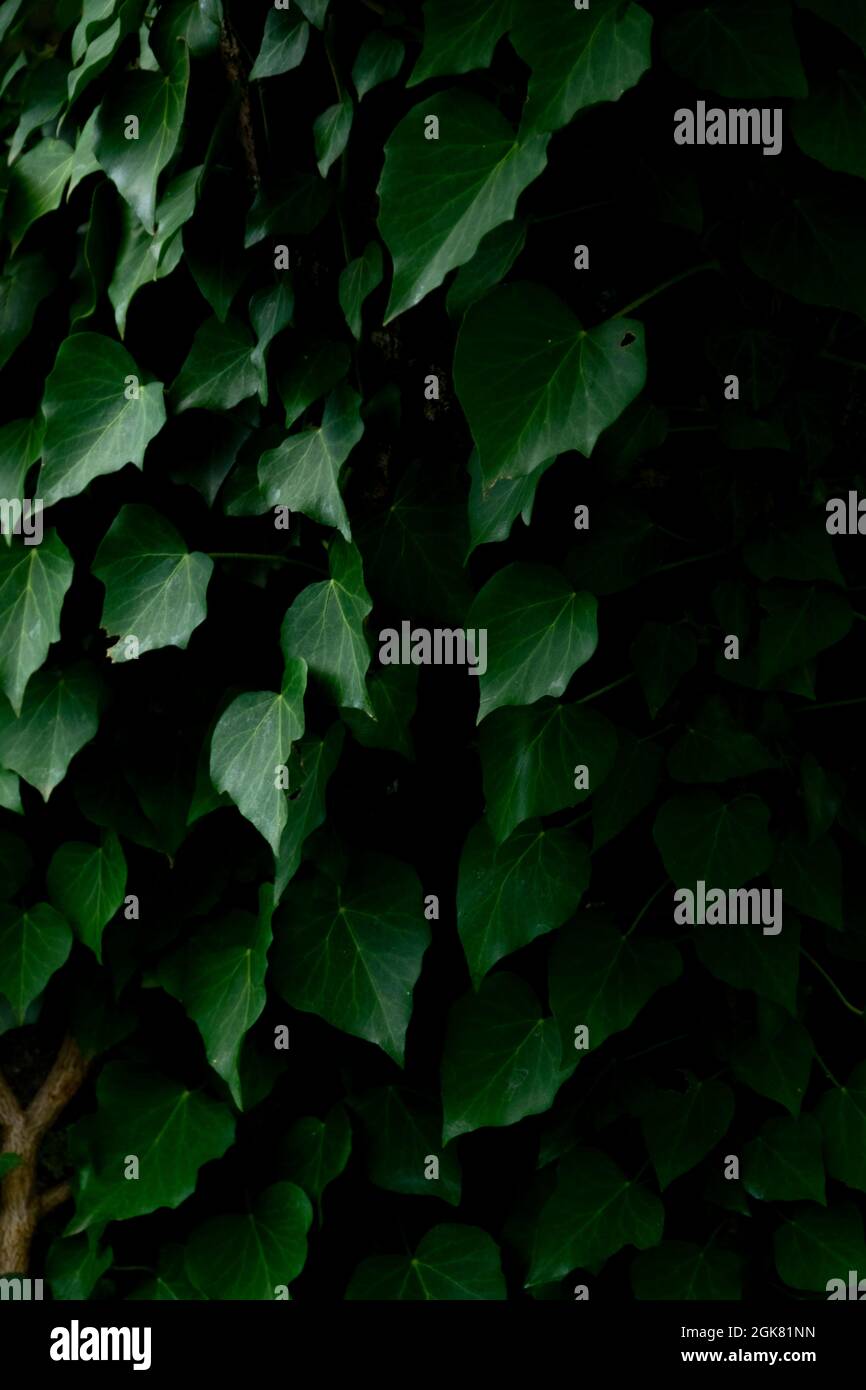 Botany herb hi-res stock photography and images - Alamy